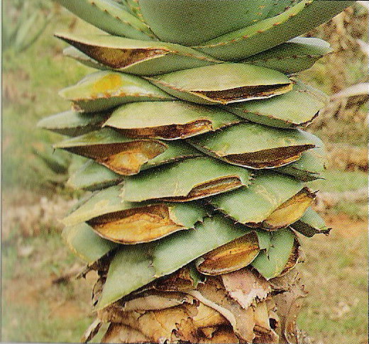 Aloe, symbol života a zdravia. (tretia časť) :: kaktusyfabian