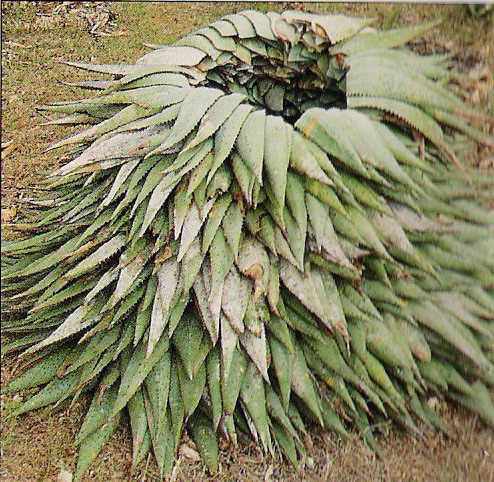 Aloe, symbol života a zdravia. (tretia časť) :: kaktusyfabian