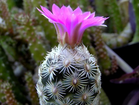 Neolloydia conoidea (DC.) Britton et Rose, in Bull. Torrey Bot. Club 49 ...