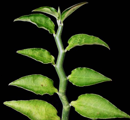 Pedilanthus tithymaloides (Linnaeus) Poit. Ann. Mus. Natl. Hist. Nat ...